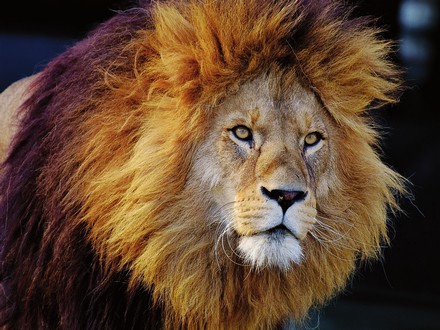 La majestueuse démarche du lion | Sant'Antonio di Padova