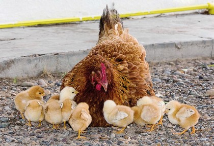 Protected under the wings of the hen | Sant'Antonio di Padova